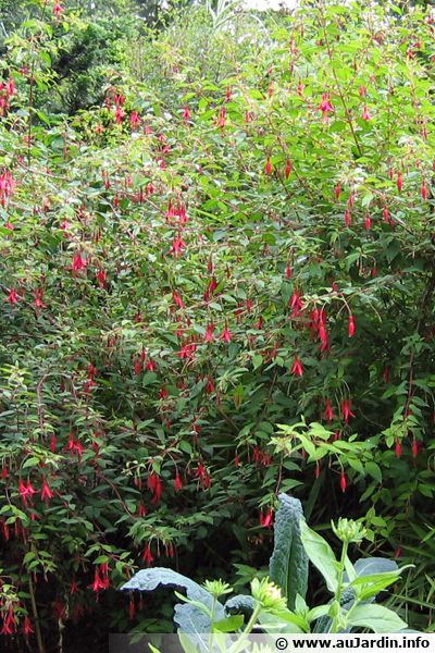 Fuchsia de Magellan, Fuchsia magellanica : planter, cultiver, multiplier