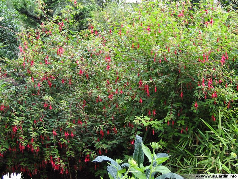 Fuchsia de Magellan, Fuchsia magellanica : planter, cultiver, multiplier
