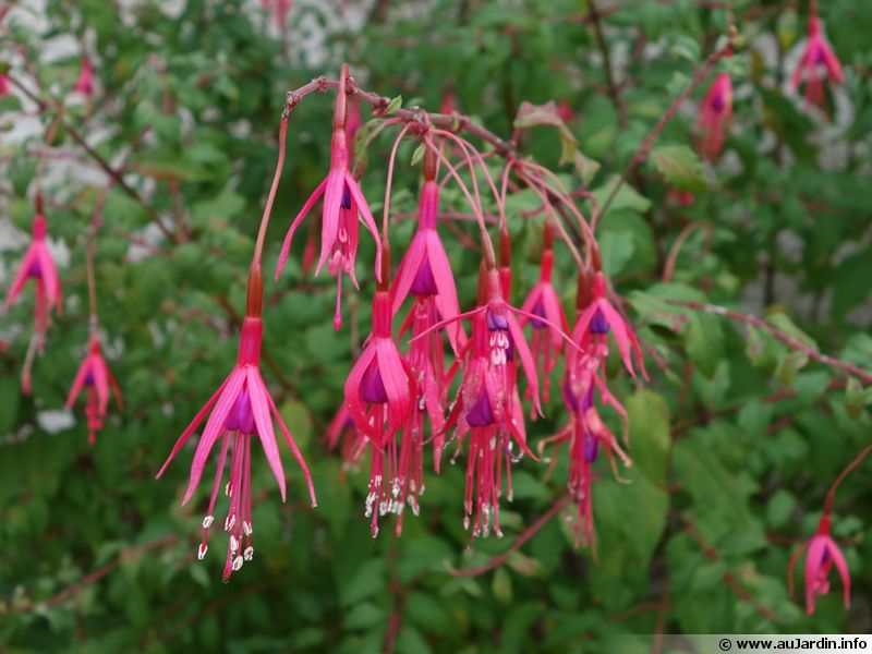 Fuchsia de Magellan, Fuchsia magellanica : planter, cultiver, multiplier