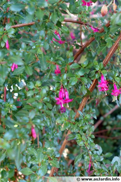 Fuchsia à petites feuilles, Fuchsia microphylla : planter, cultiver ...