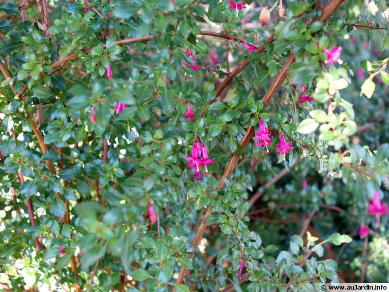 Fuchsia à petites feuilles, Fuchsia microphylla : planter, cultiver ...