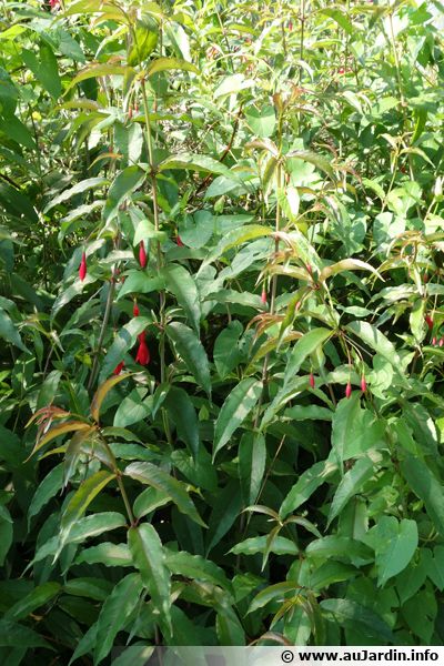 Fuchsia royal, Fuchsia regia : planter, cultiver, multiplier
