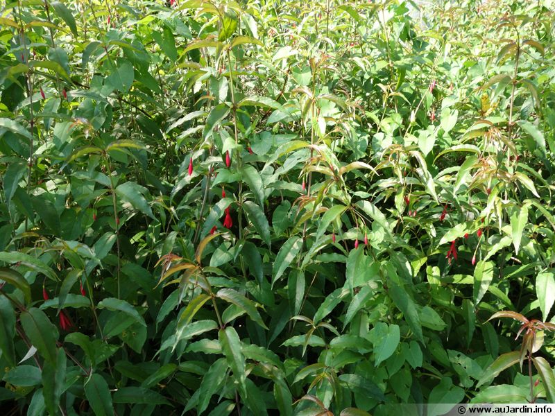 Fuchsia royal, Fuchsia regia : planter, cultiver, multiplier