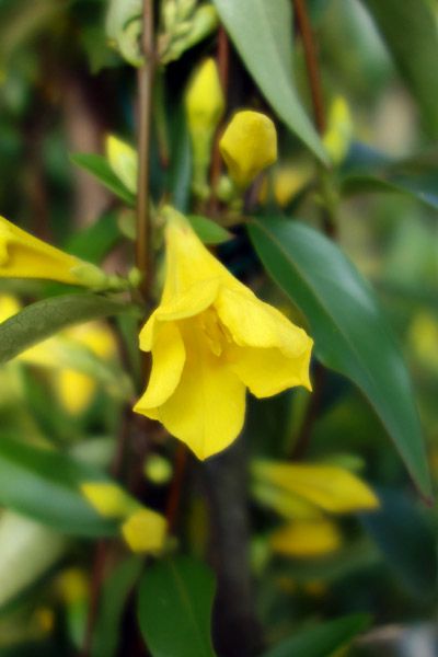 Gelsémie toujours verte, Jasmin de Caroline, Gelsemium sempervirens ...
