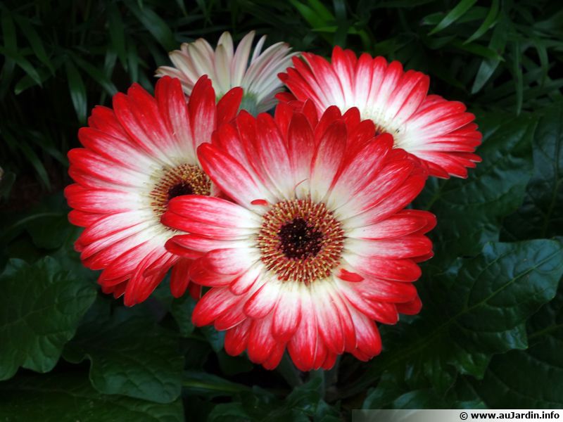 Gerbera : planter, cultiver, multiplier