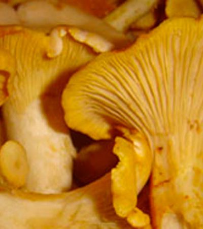 Champignons, girolles et chanterelles