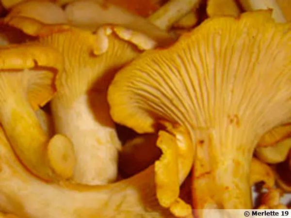 Champignons, girolles et chanterelles