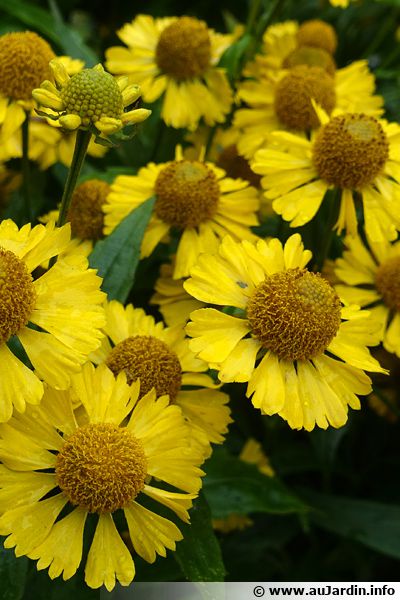 Hélénie d'automne, Helenium autumnale : planter, cultiver, multiplier