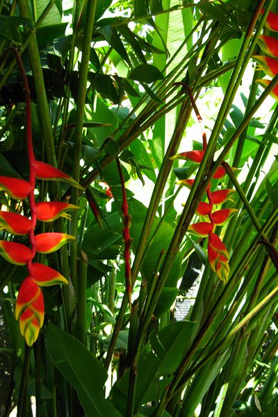 La flore de Martinique