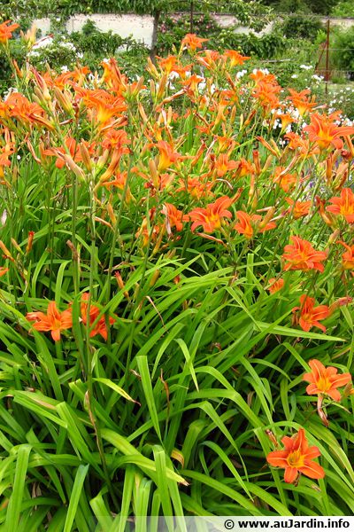 Hémérocalle, Lis d'un jour, Hemerocallis : planter, cultiver, multiplier