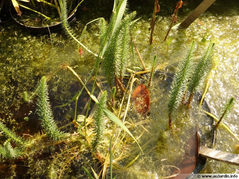 Pesse d’eau, Pesse vulgaire, Hippuris vulgaris : planter, cultiver ...
