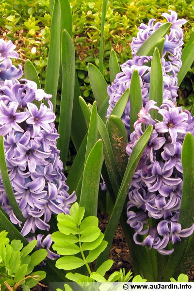 Jacinthe, Hyacinthus orientalis : planter, cultiver, multiplier