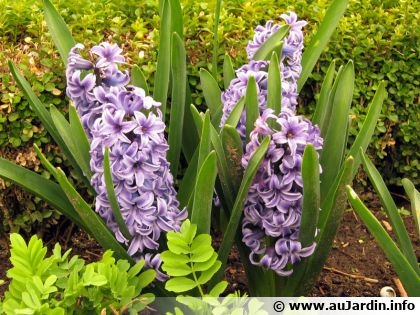 Jacinthe, Hyacinthus : planter, cultiver, multiplier