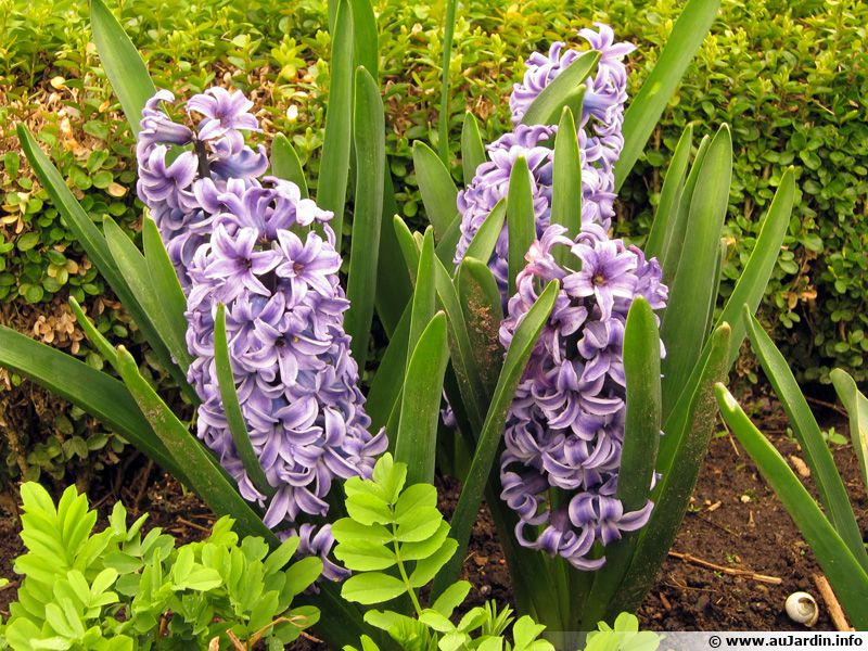 Jacinthe, Hyacinthus orientalis : planter, cultiver, multiplier