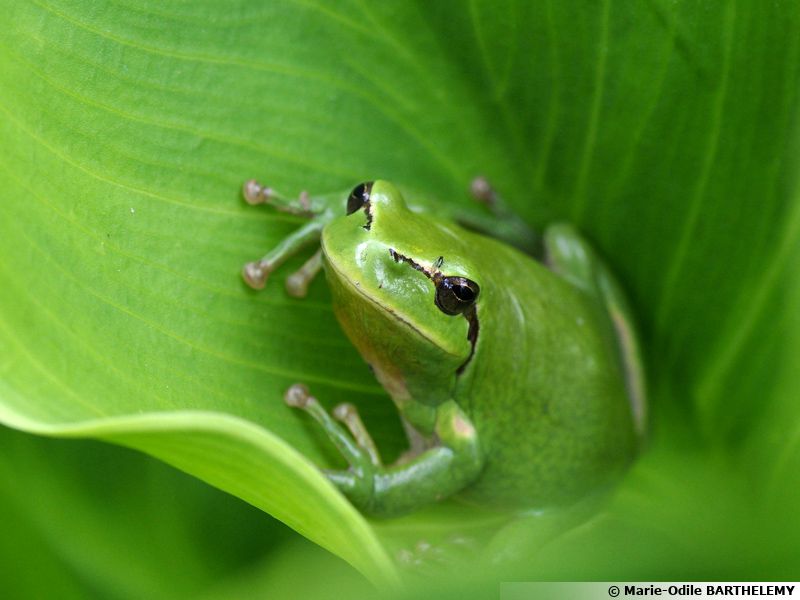 La rainette méridionale