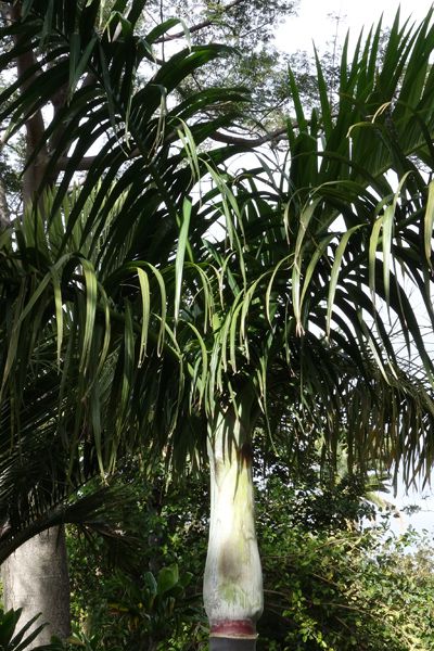 Palmiste marron, Palmier bouteille, Hyophorbe verschaffeltii : planter ...