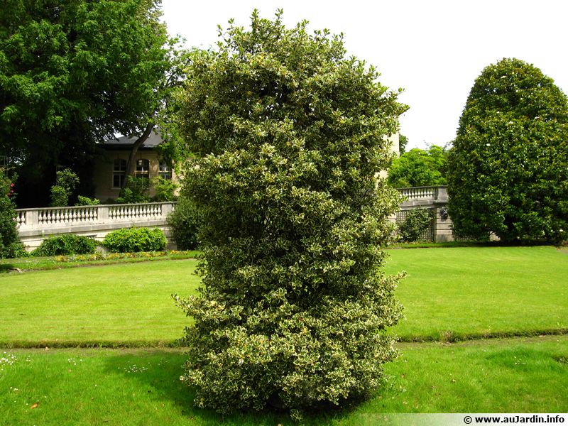 Houx commun, Ilex aquifolium : planter, cultiver, multiplier