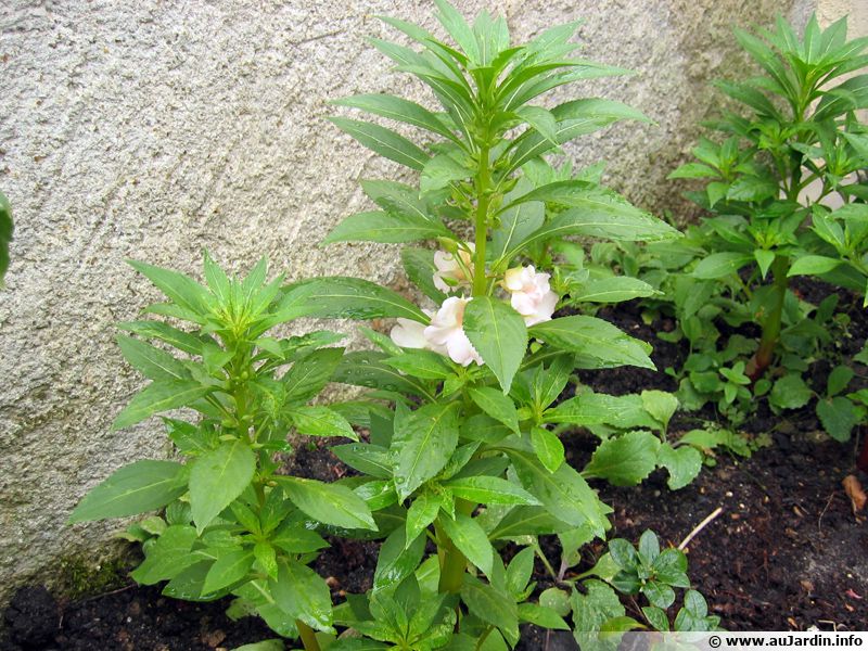 Balsamine, Impatiens balsamina : planter, cultiver, multiplier
