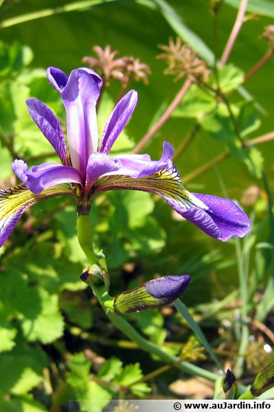 Iris versicolore, Iris versicolor : planter, cultiver, multiplier