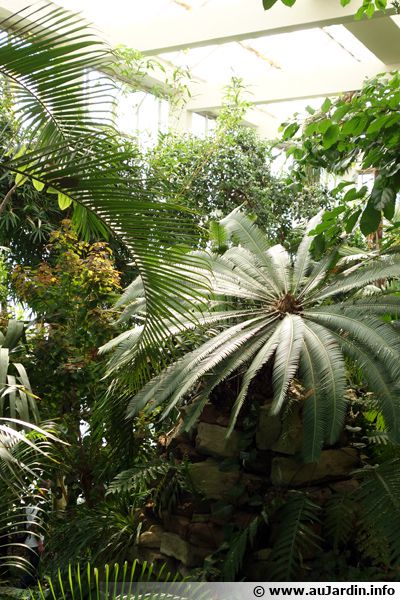 Jardins botaniques et collections privées