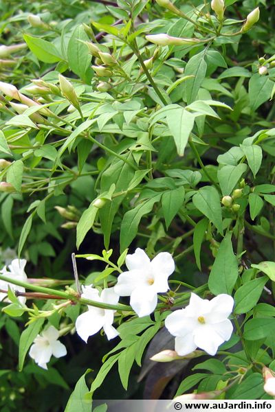 Jasmin blanc, Jasmin officinal, Jasminum officinalis : planter ...