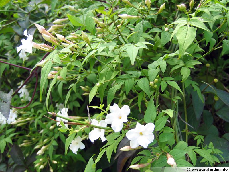 Jasmin blanc, Jasmin officinal, Jasminum officinalis : planter ...
