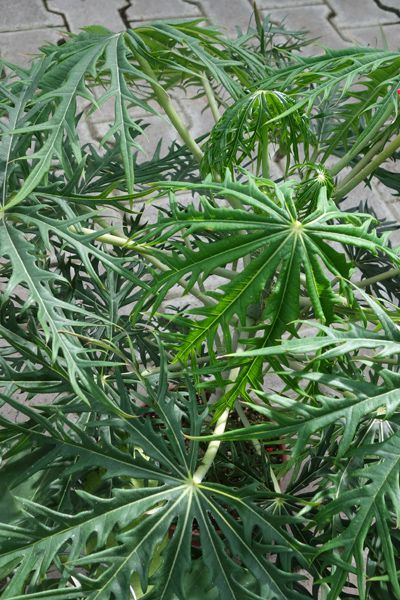 Plante corail, Jatropha multifida : planter, cultiver, multiplier