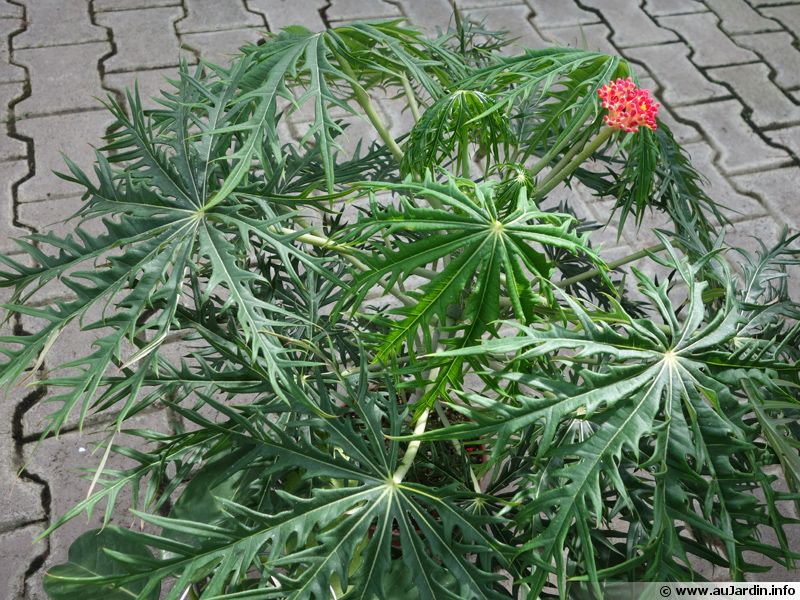 Plante corail, Jatropha multifida : planter, cultiver, multiplier