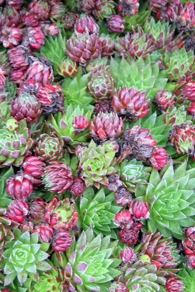 Joubarbe hérissée, Jovibarba hirta : planter, cultiver, multiplier