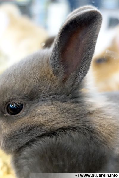 Les races de lapins nains
