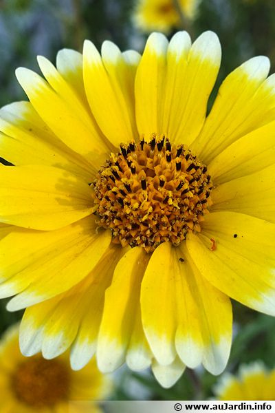 Layia élégant, Layia platyglossa : planter, cultiver, multiplier