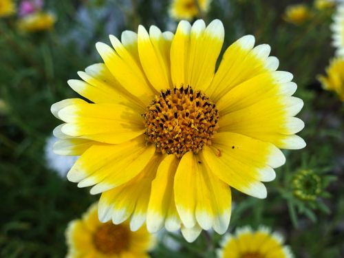 Layia élégant, Layia platyglossa : planter, cultiver, multiplier