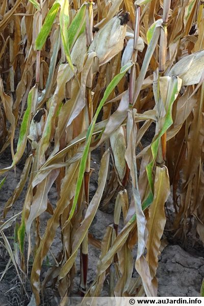 Comment éviter le lessivage des sols