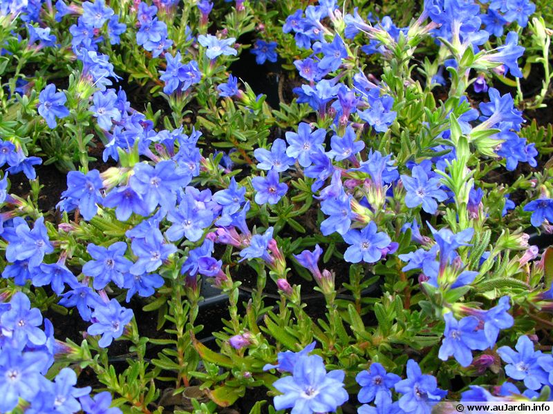 Grémil diffus, Lithodora diffusa : planter, cultiver, multiplier