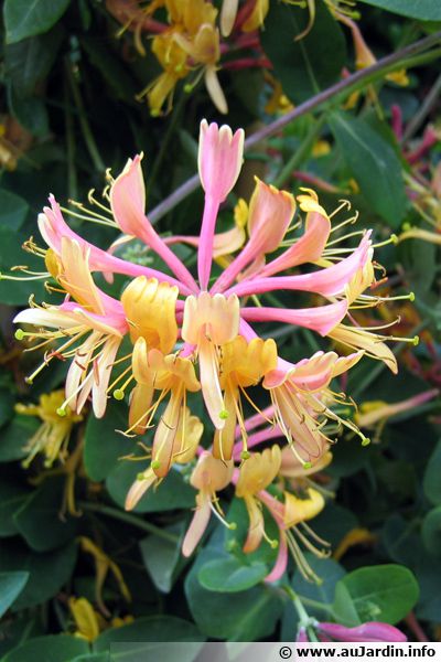 Chevrefeuille grimpant, Lonicera : planter, cultiver, multiplier