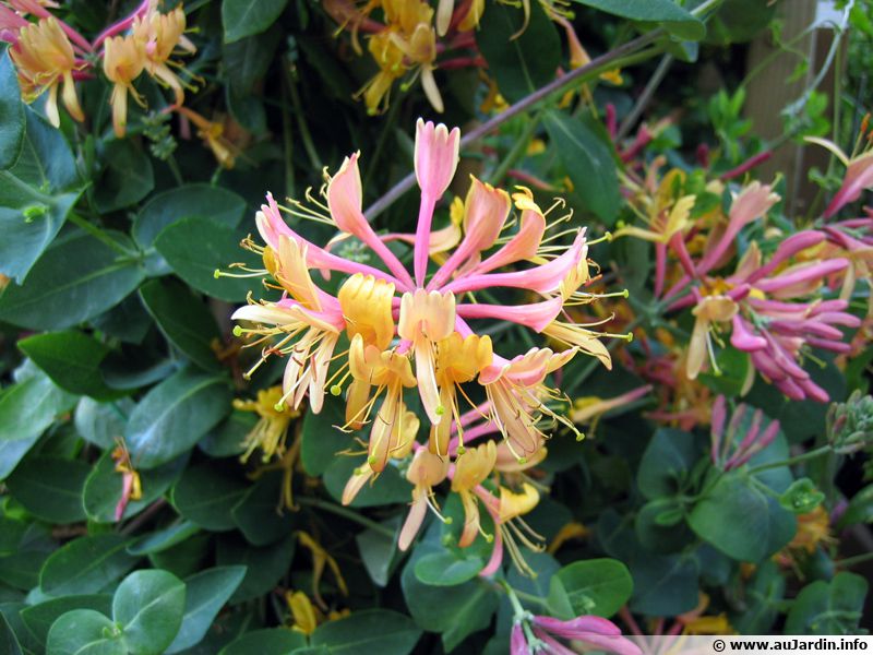 Chevrefeuille grimpant, Lonicera : planter, cultiver, multiplier