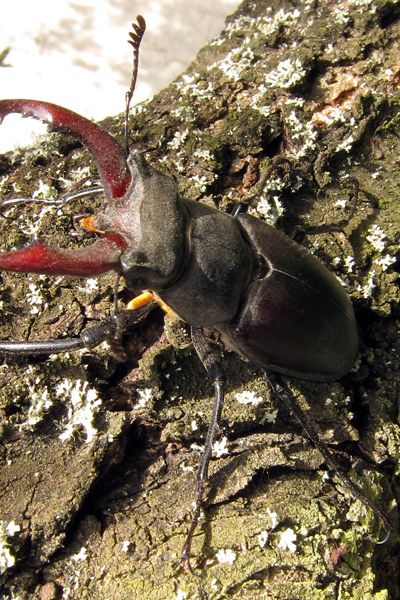 Le lucane cerf-volant