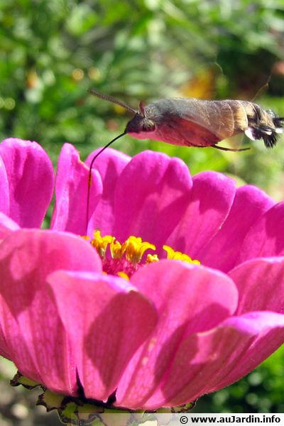 Le Moro sphinx, un étonnant papillon