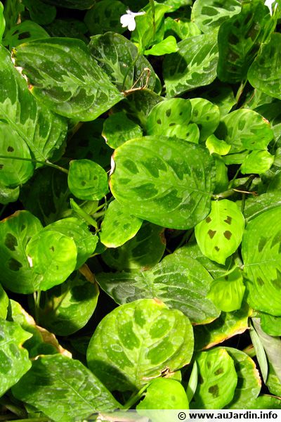 Marante, Plante de la prière, Maranta : planter, cultiver, multiplier