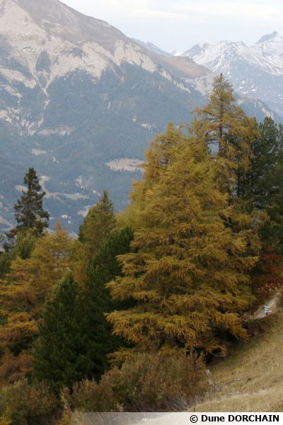 Le mélèze, l'arbre d'or des montagnes