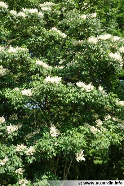 Meliosma pinnata var oldhamii (Miq ex Maxim) : planter, cultiver ...