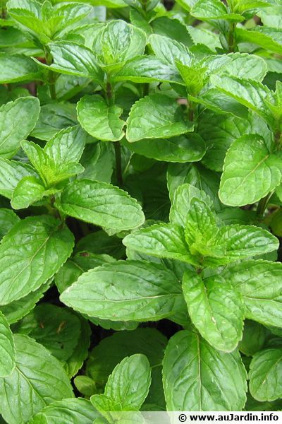 Menthe : planter, cultiver, récolter