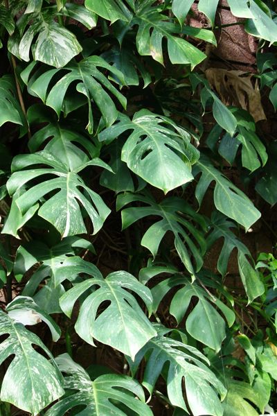 Faux philodendron, Monstera deliciosa : planter, cultiver, multiplier