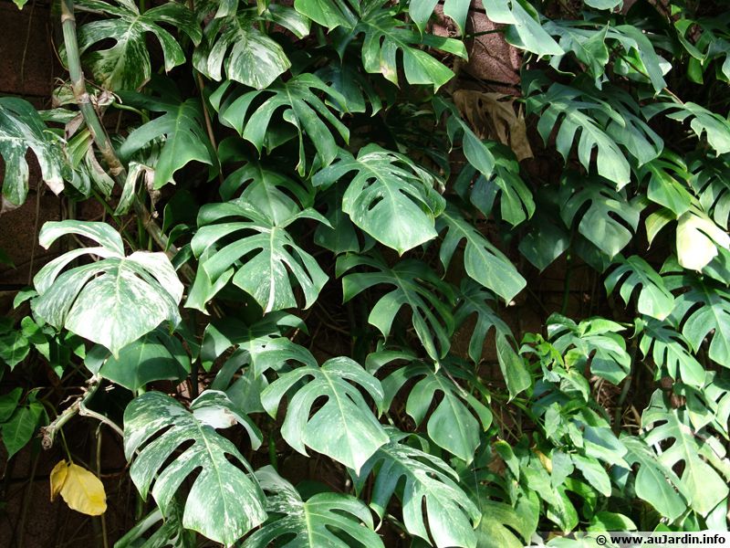 Faux philodendron, Monstera deliciosa : planter, cultiver, multiplier