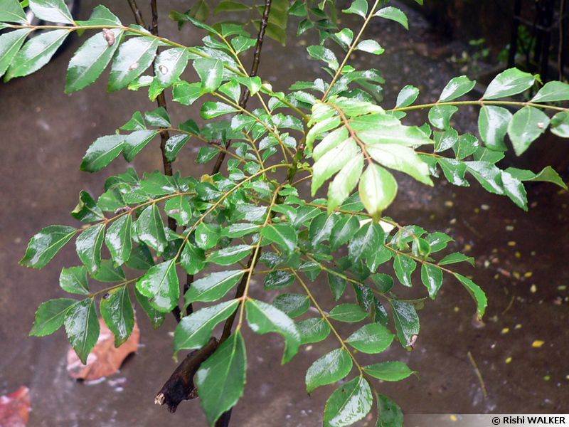 Caloupilé, Cary, Feuilles de curry : planter, cultiver, récolter