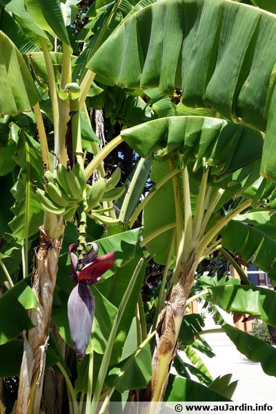 Bananier du Japon, Musa basjoo : planter, cultiver, multiplier