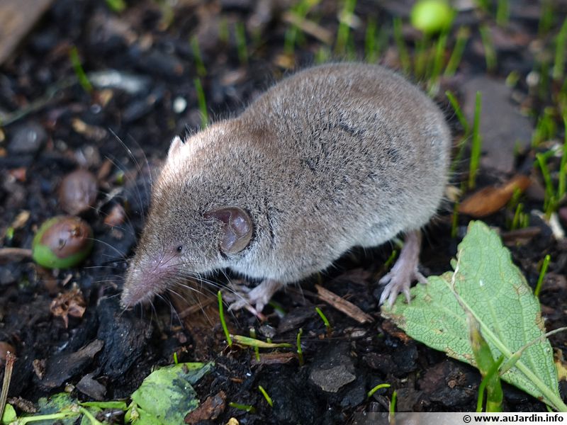 La musaraigne, petite mais grande alliée