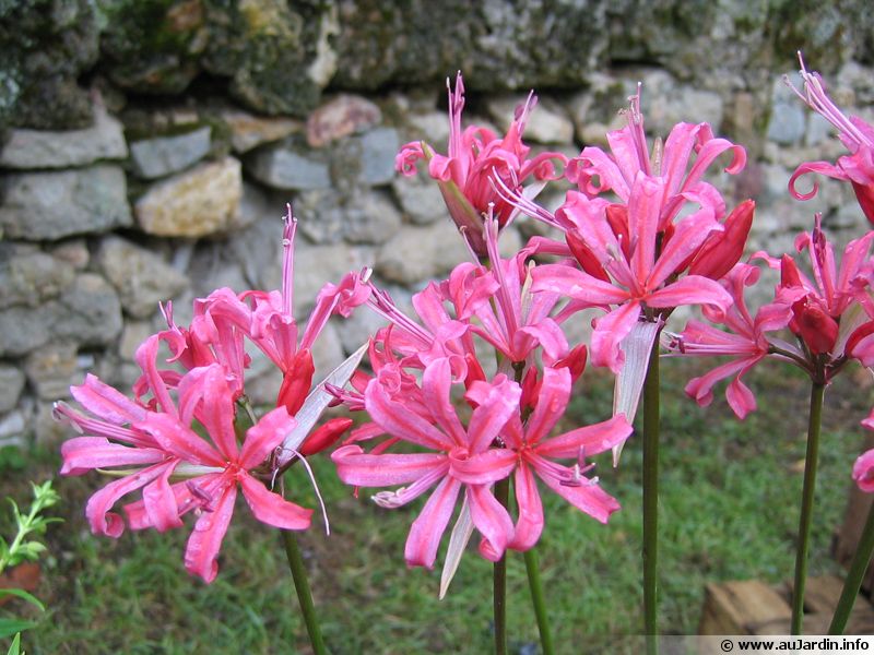 Lis de Guernesey, Nérine, Nerine sarniensis : planter, cultiver, multiplier
