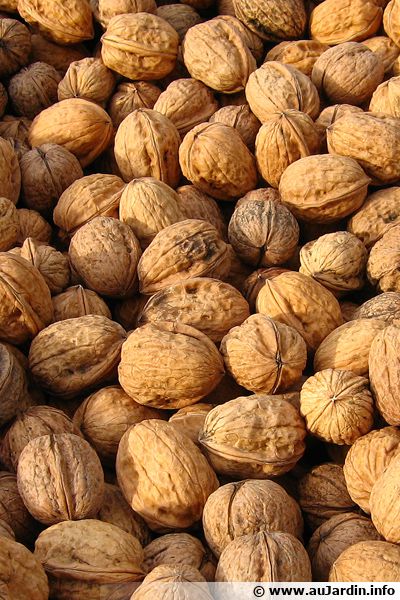Bien conserver noix et noisettes