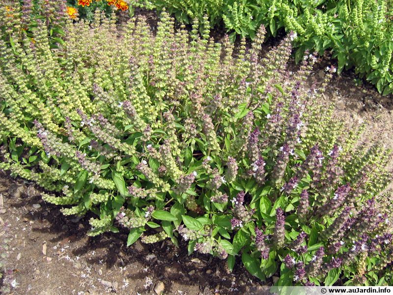 Basilic, Pistou : planter, cultiver, récolter